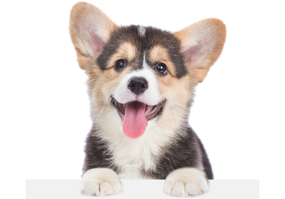 Veterinarian in Haslet, TX | Avondale Haslet Animal Clinic – Your ...