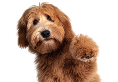 Contact Us | Farrell Animal Hospital – Get in Touch with Our Veterinary ...